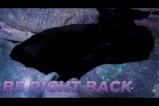The Bestest Gameshow your Cats will EVER survey // BTTV // !giveaway ...